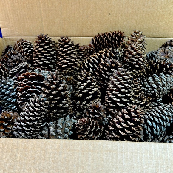 Holiday | Copy 5 Lb Box Of Pine Cones From Our Farm Sizes Range From 3 ...